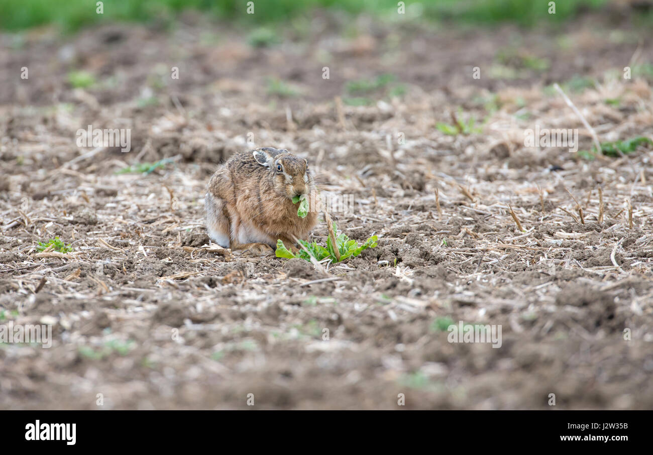 Brown hare (Lepus europaeus) grazing in a ploughed field Stock Photo ...