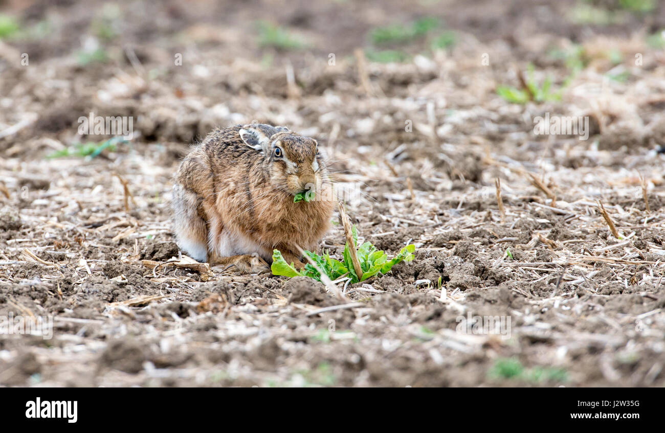 Brown hare (Lepus europaeus) grazing in a ploughed field Stock Photo ...