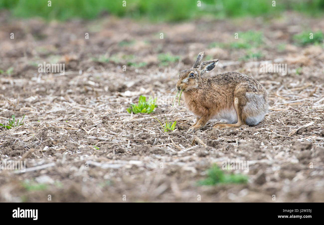 Brown hare (Lepus europaeus) grazing in a ploughed field Stock Photo ...