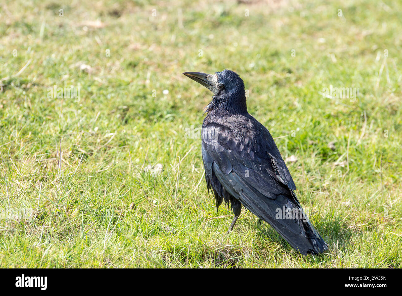Drying wildlife hi-res stock photography and images - Alamy