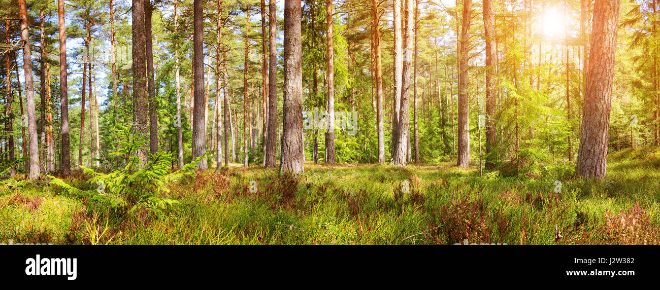 Dence forest hi-res stock photography and images - Alamy
