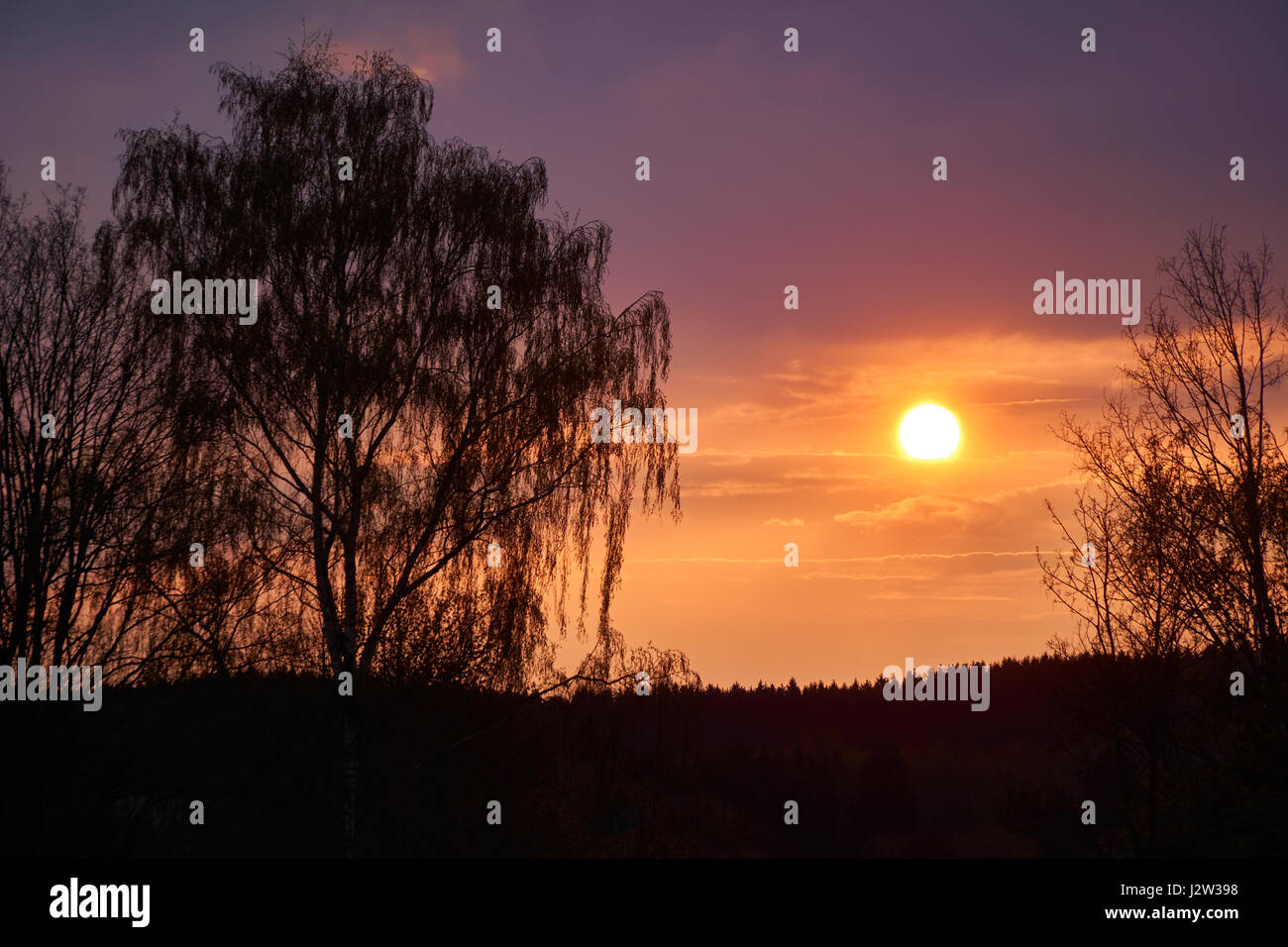 Shadows of willow trees hi-res stock photography and images - Alamy