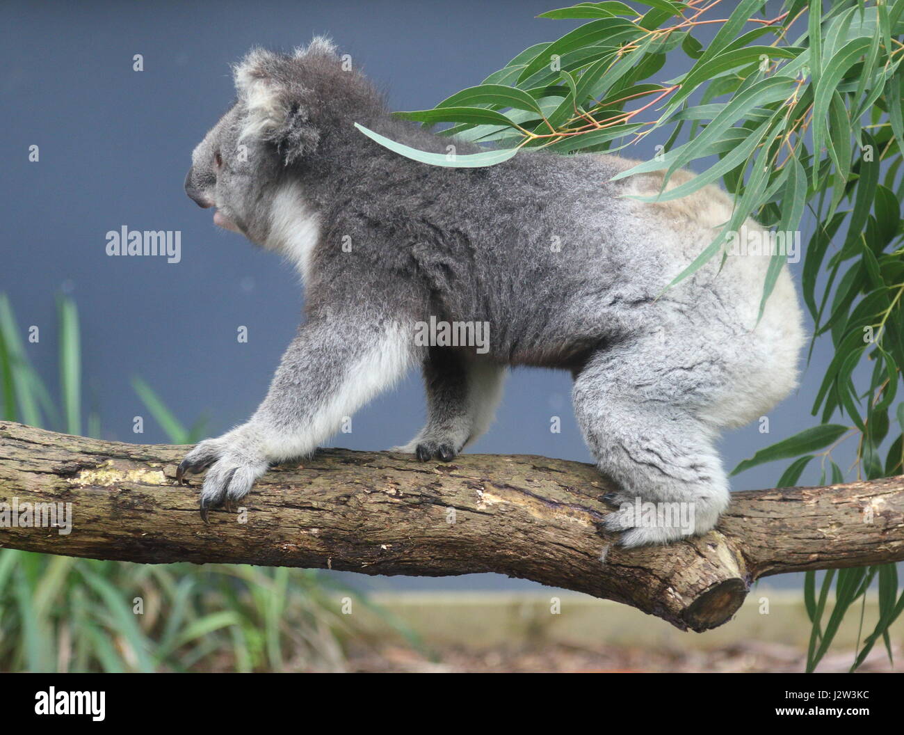 Koala at Healesville Sanctuary, Healesville, Victoria, Australia on May ...