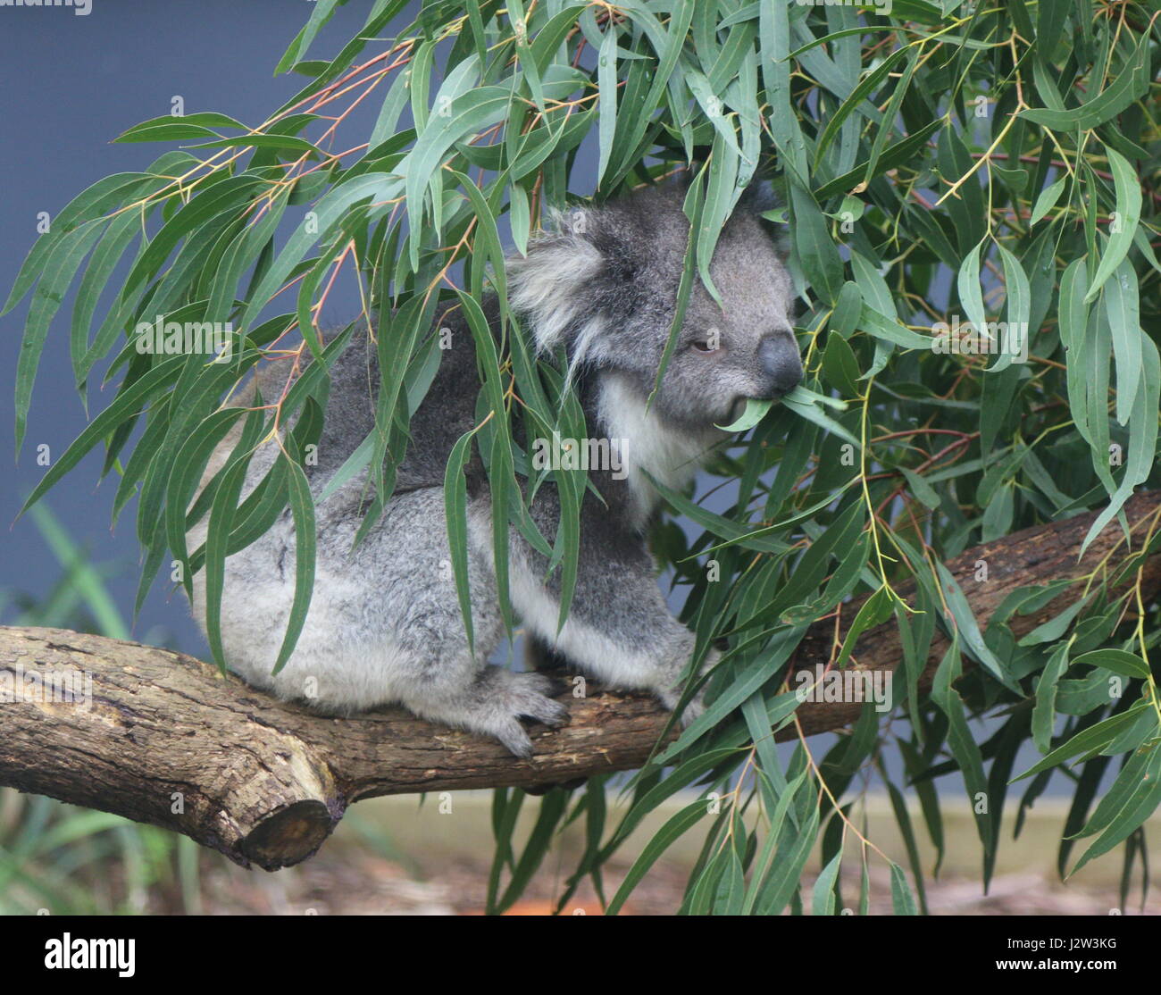 Koala at Healesville Sanctuary, Healesville, Victoria, Australia on May ...