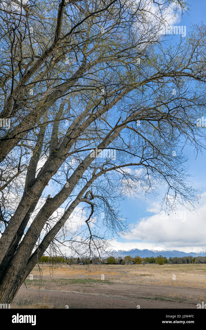 Springtime in the rockies hi-res stock photography and images - Alamy