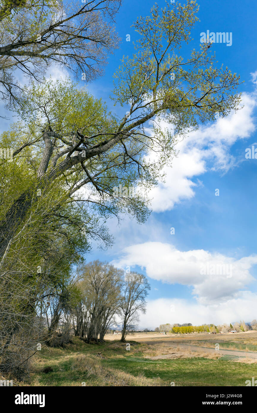 Fremont cottonwood trees in green springtime bloom with Rocky Mountains ...