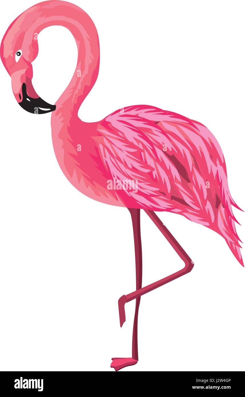 Natural cute flamingo birds Stock Vector Images - Alamy