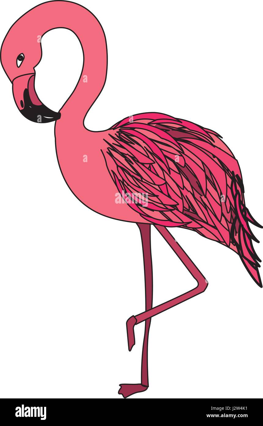 Natural cute flamingo birds Stock Vector Images - Alamy