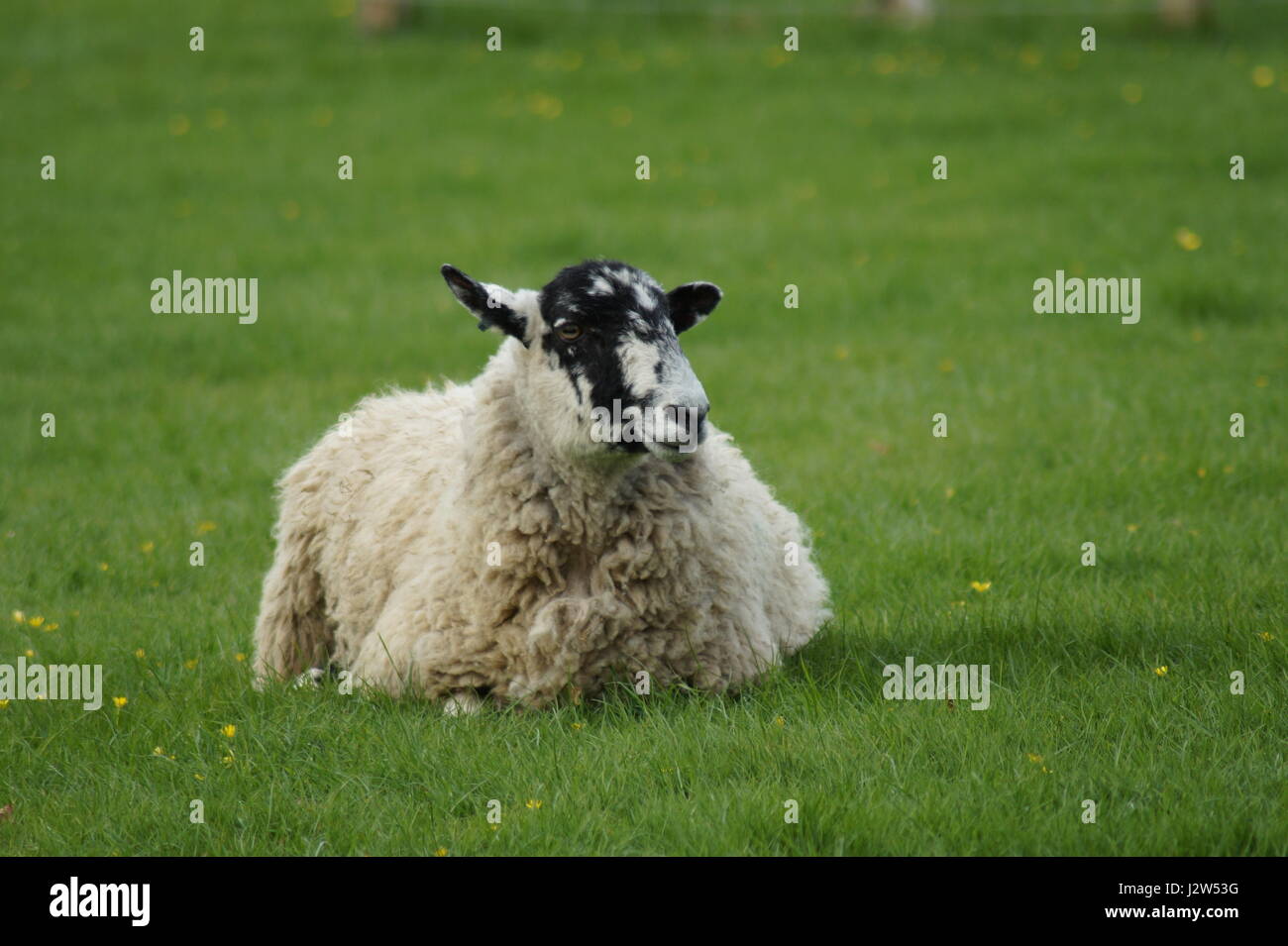 Sheep watcher hi-res stock photography and images - Alamy