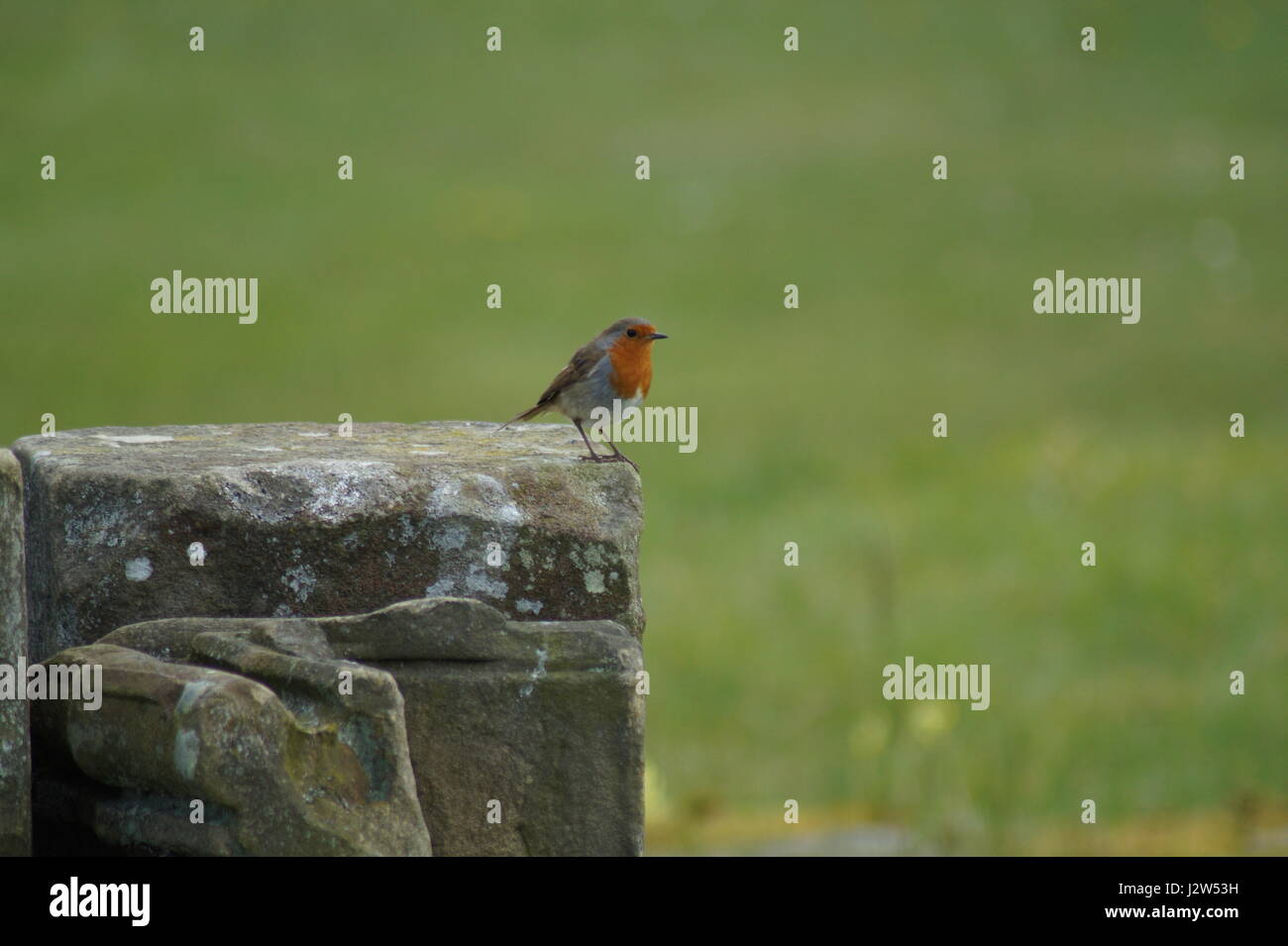 Robin stone hi-res stock photography and images - Alamy