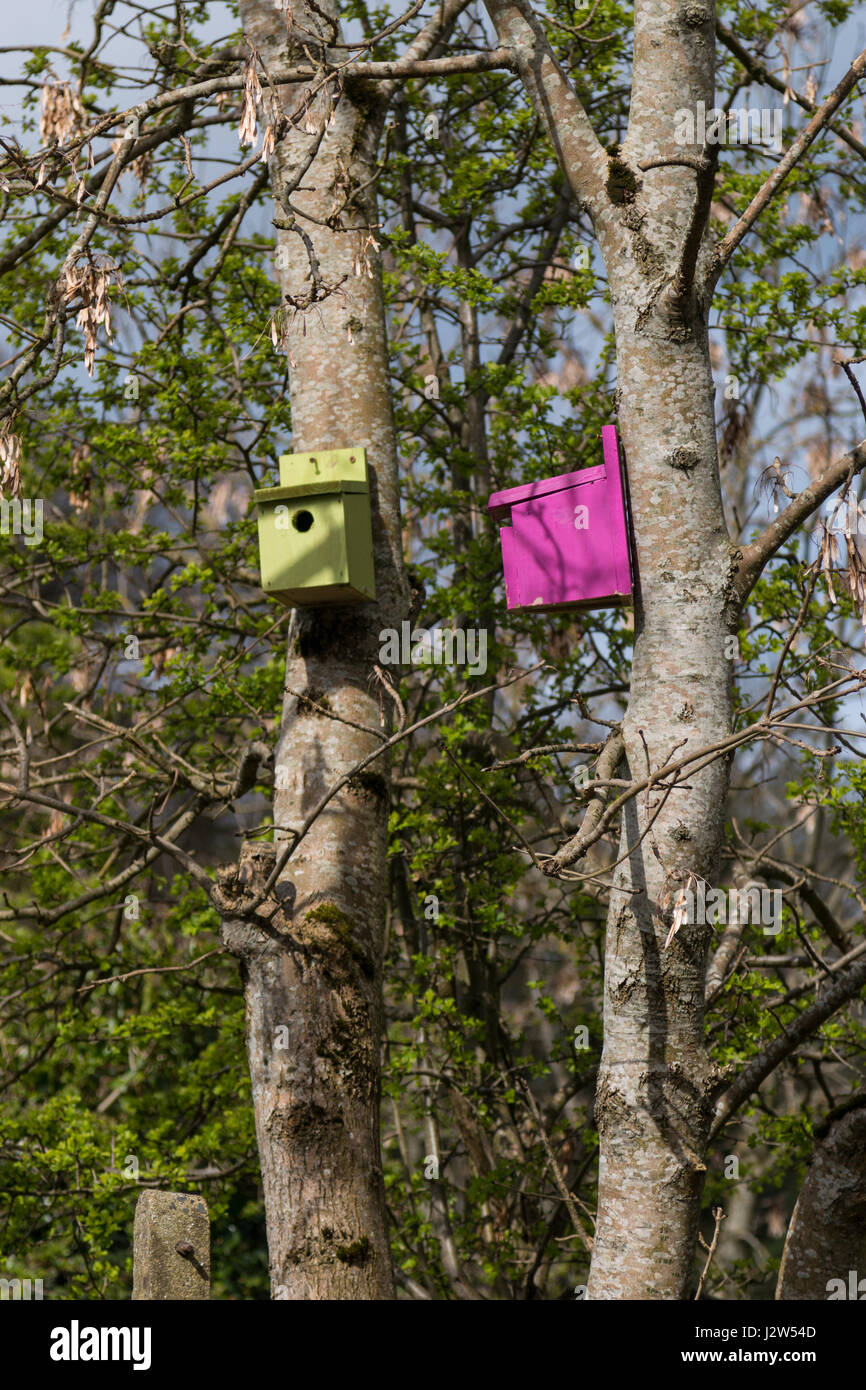 Colourful Bird Boxes High Resolution Stock Photography and Images - Alamy