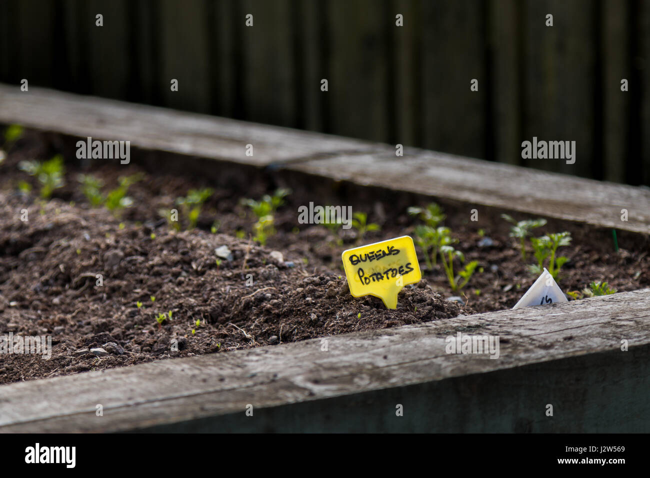 Raised bed, Yellow Queens potatoes sign Stock Photo - Alamy