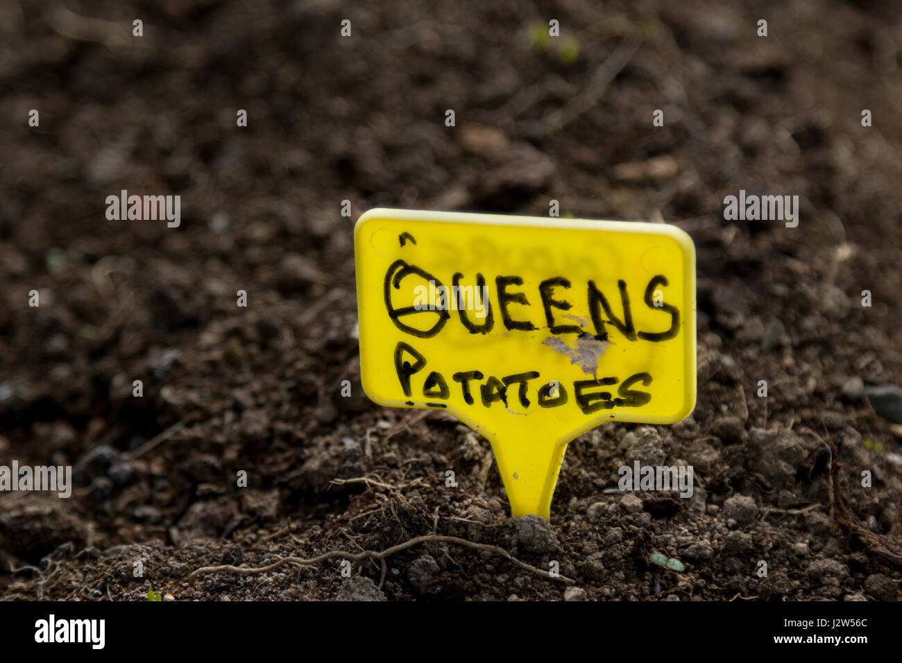 Yellow Queens potatoes sign stuck into soil. No sign of growth yet ...