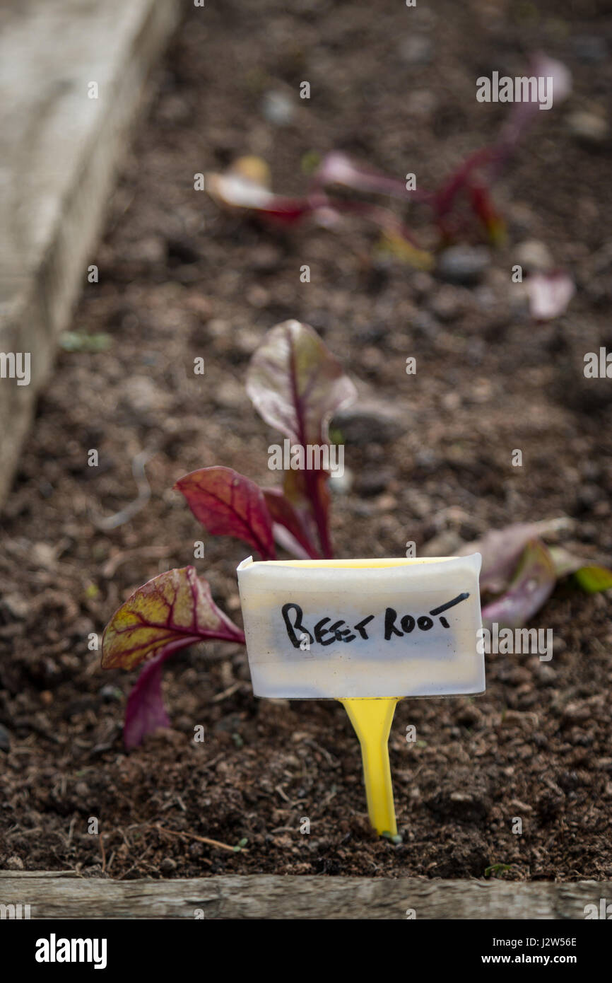 Raised bed, beetroot sign, little beetroot plant Stock Photo - Alamy