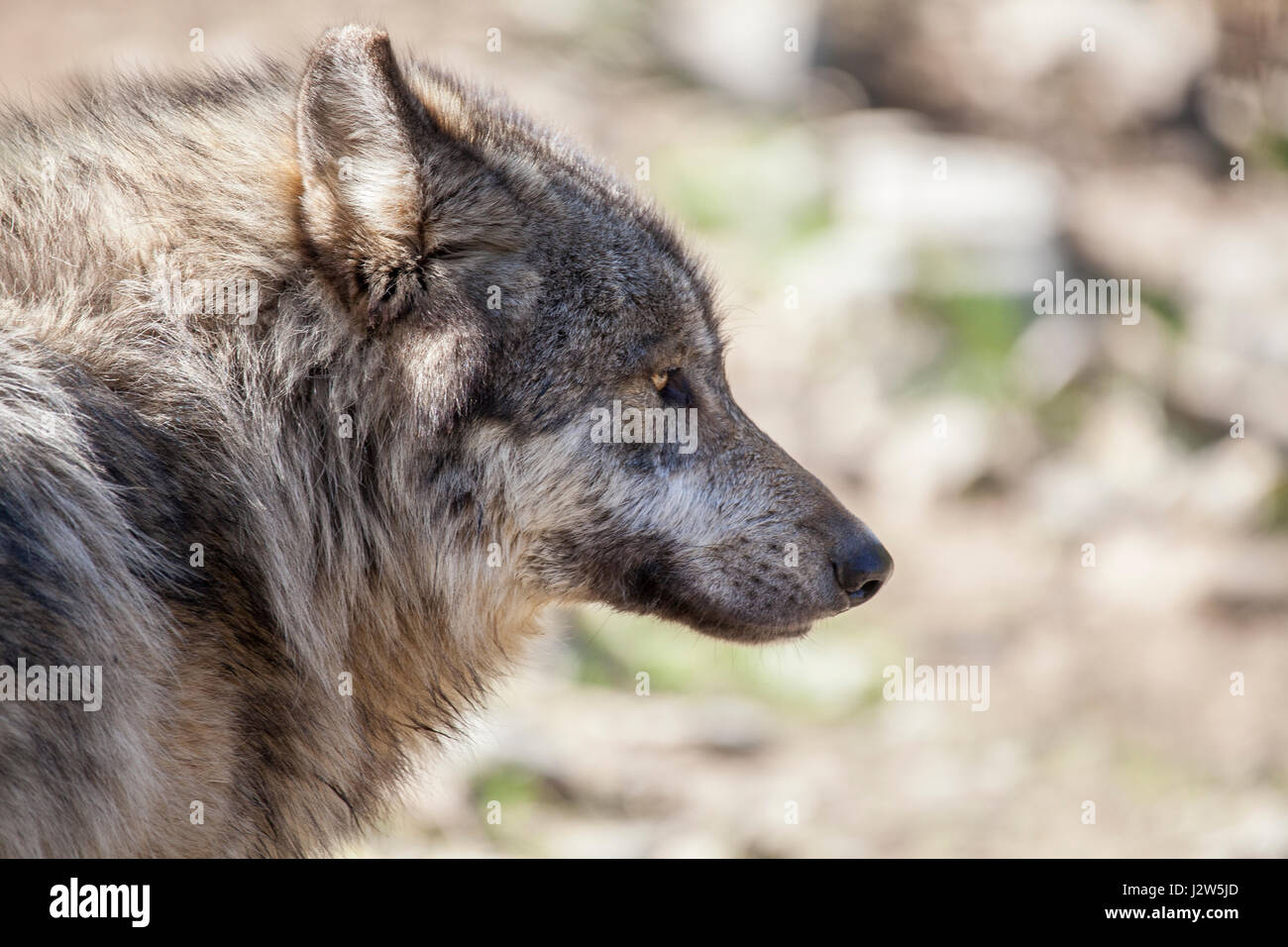 Wolf Head Stock Photos & Wolf Head Stock Images - Alamy
