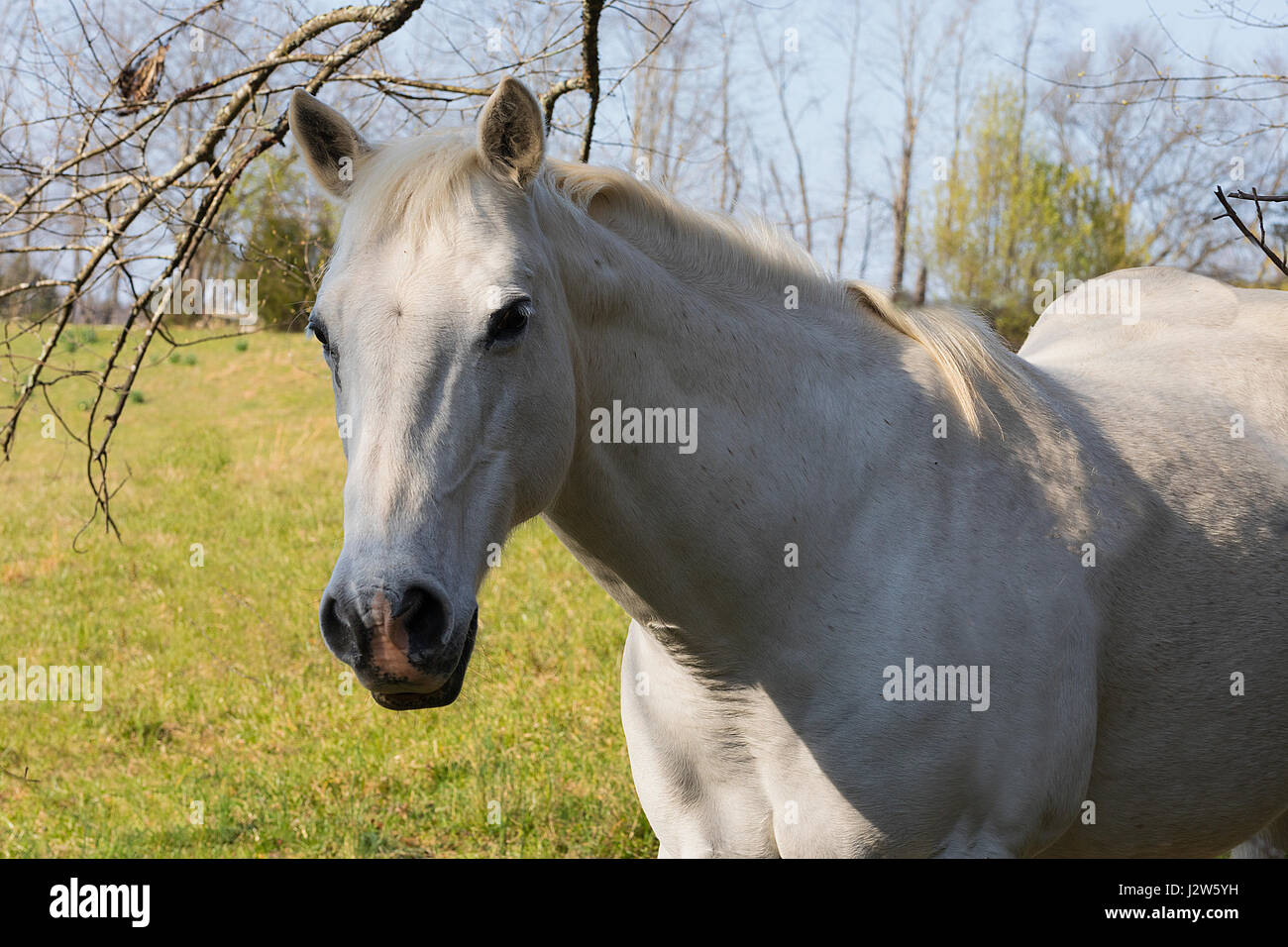 Perlino horse hi-res stock photography and images - Alamy