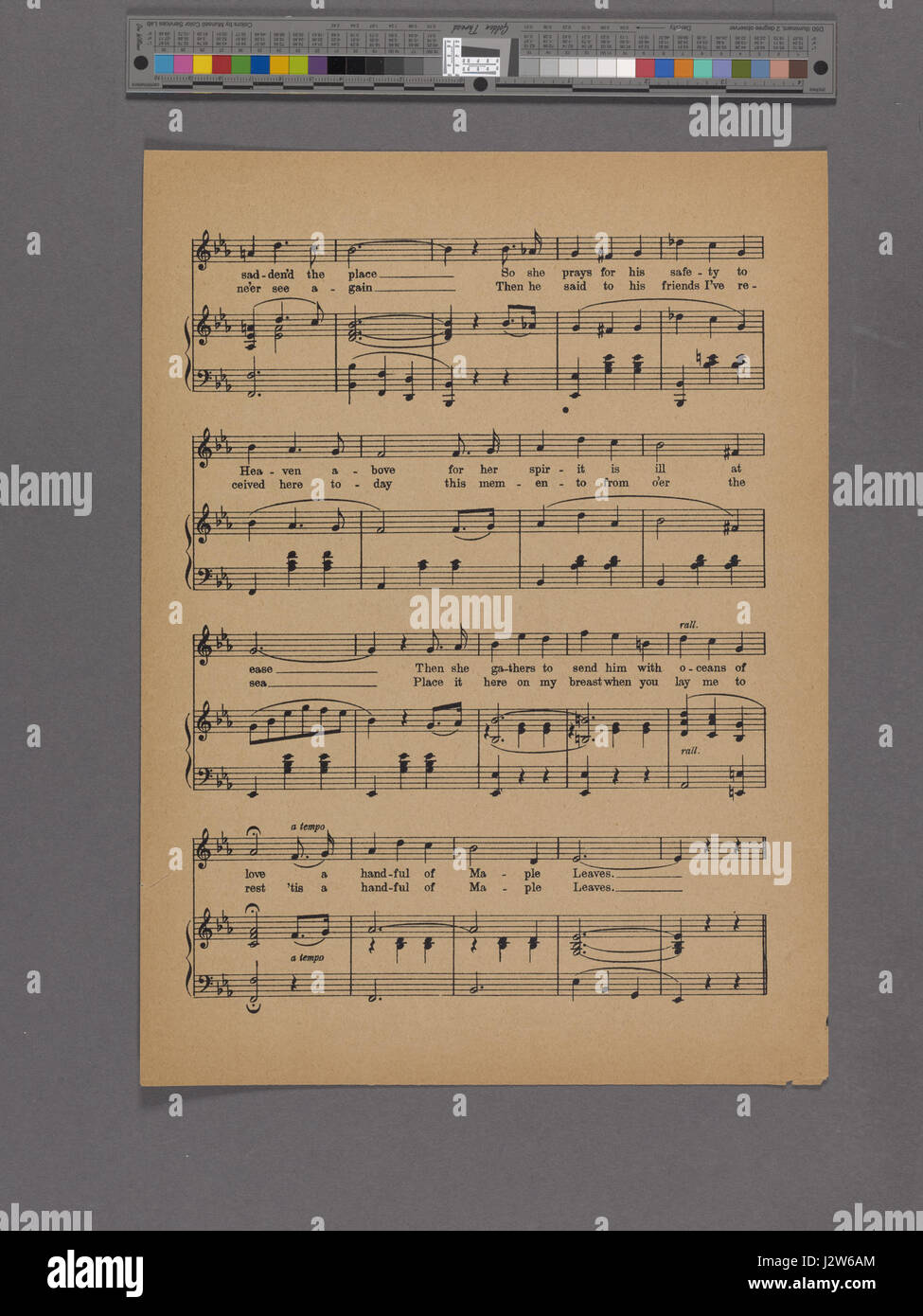 This image features a handful of maple leaves, likely from the NYPL ...