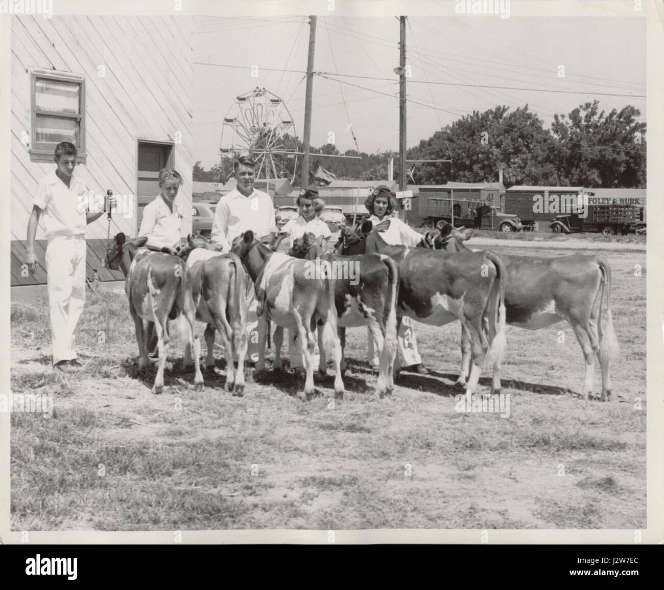 Cattle h hi-res stock photography and images - Alamy