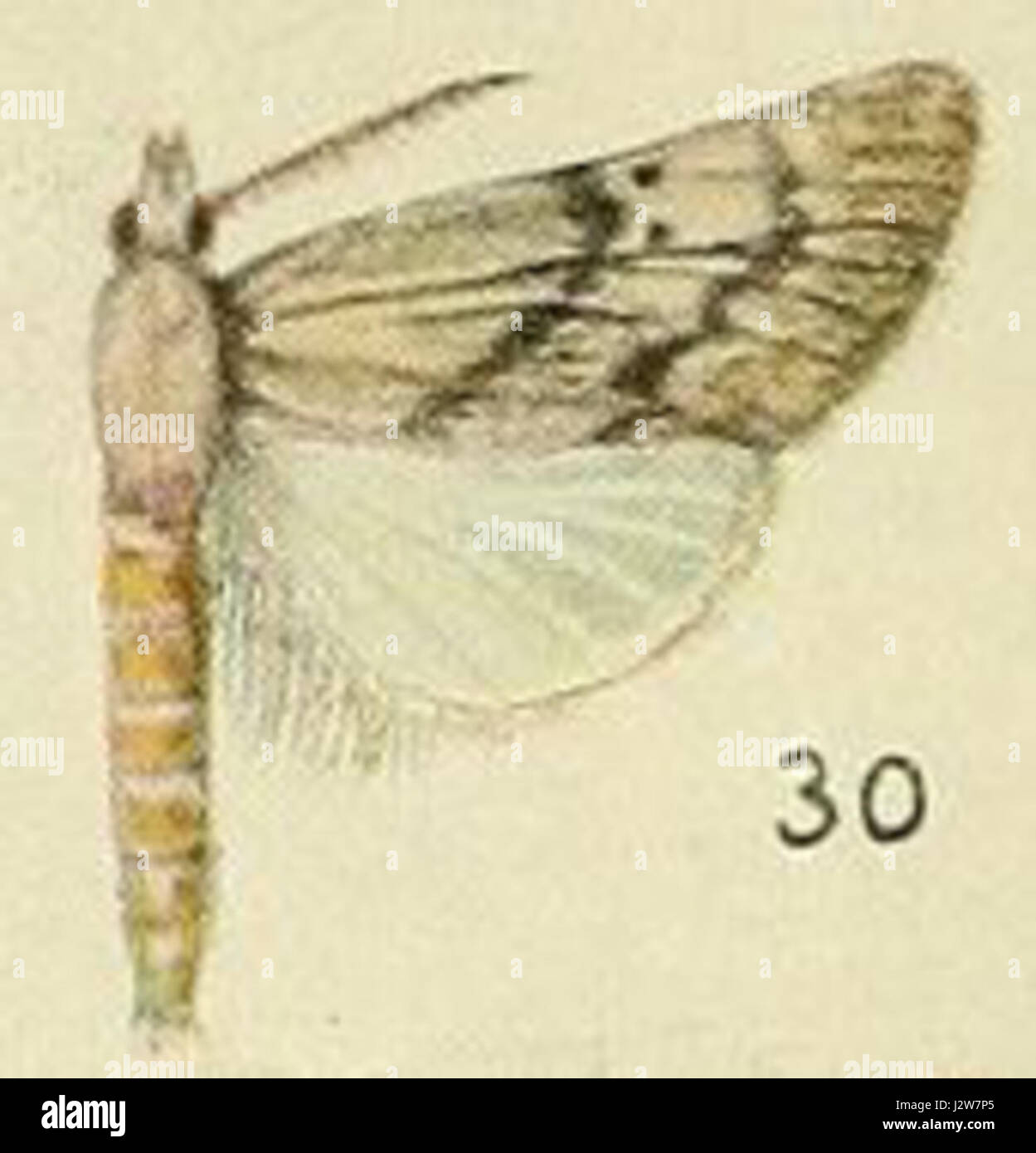 Orion map hi-res stock photography and images - Alamy