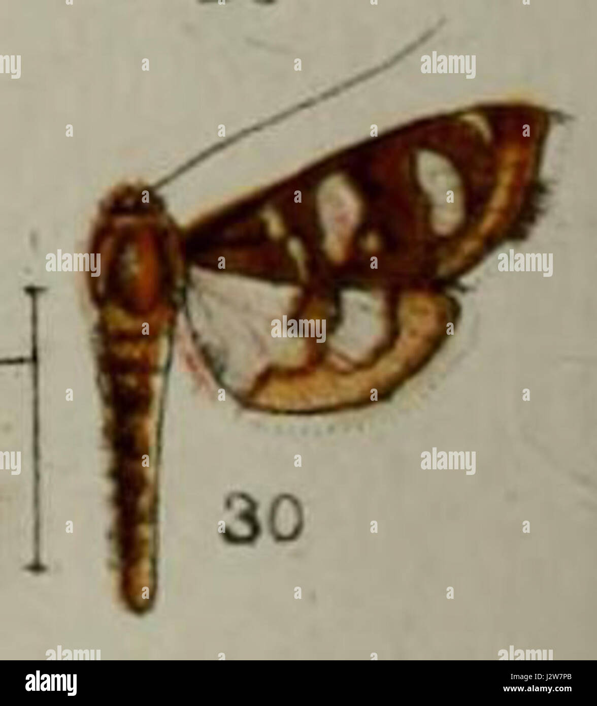 Bocchoris hi-res stock photography and images - Alamy