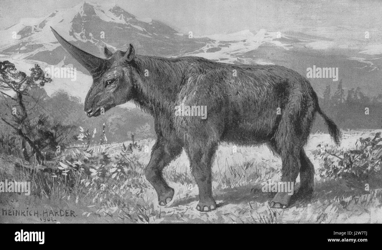 Elasmotherium hi-res stock photography and images - Alamy