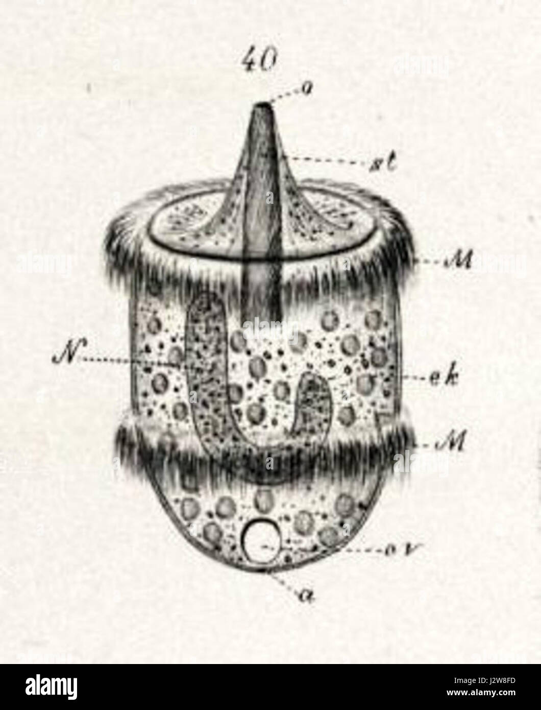 040 Didinium nasutum Stock Photo - Alamy