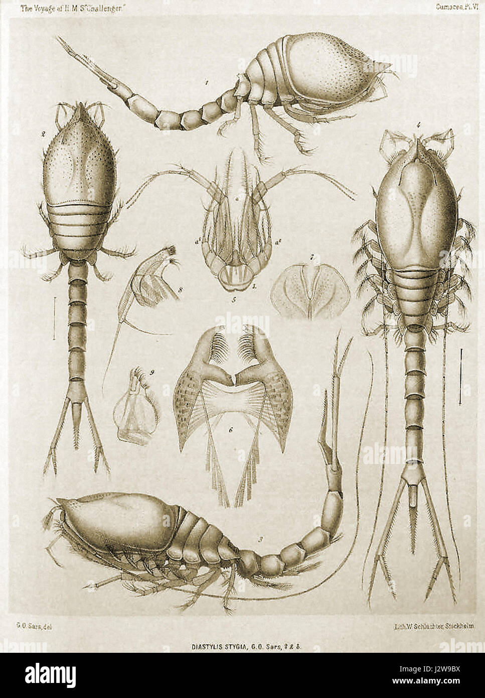 Cumacea hi-res stock photography and images - Alamy