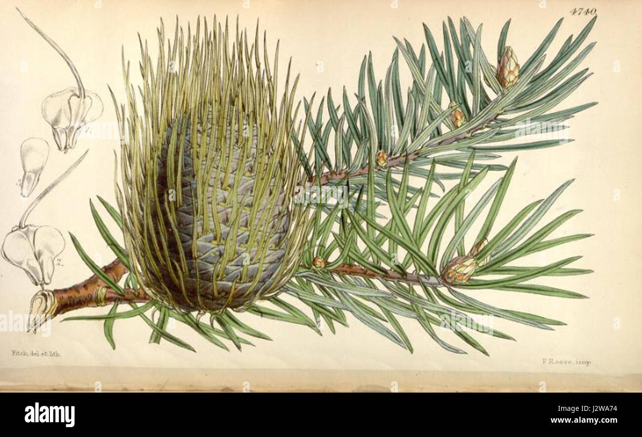 Abies bracteata, also known as the Santa Lucia fir, is a conifer ...