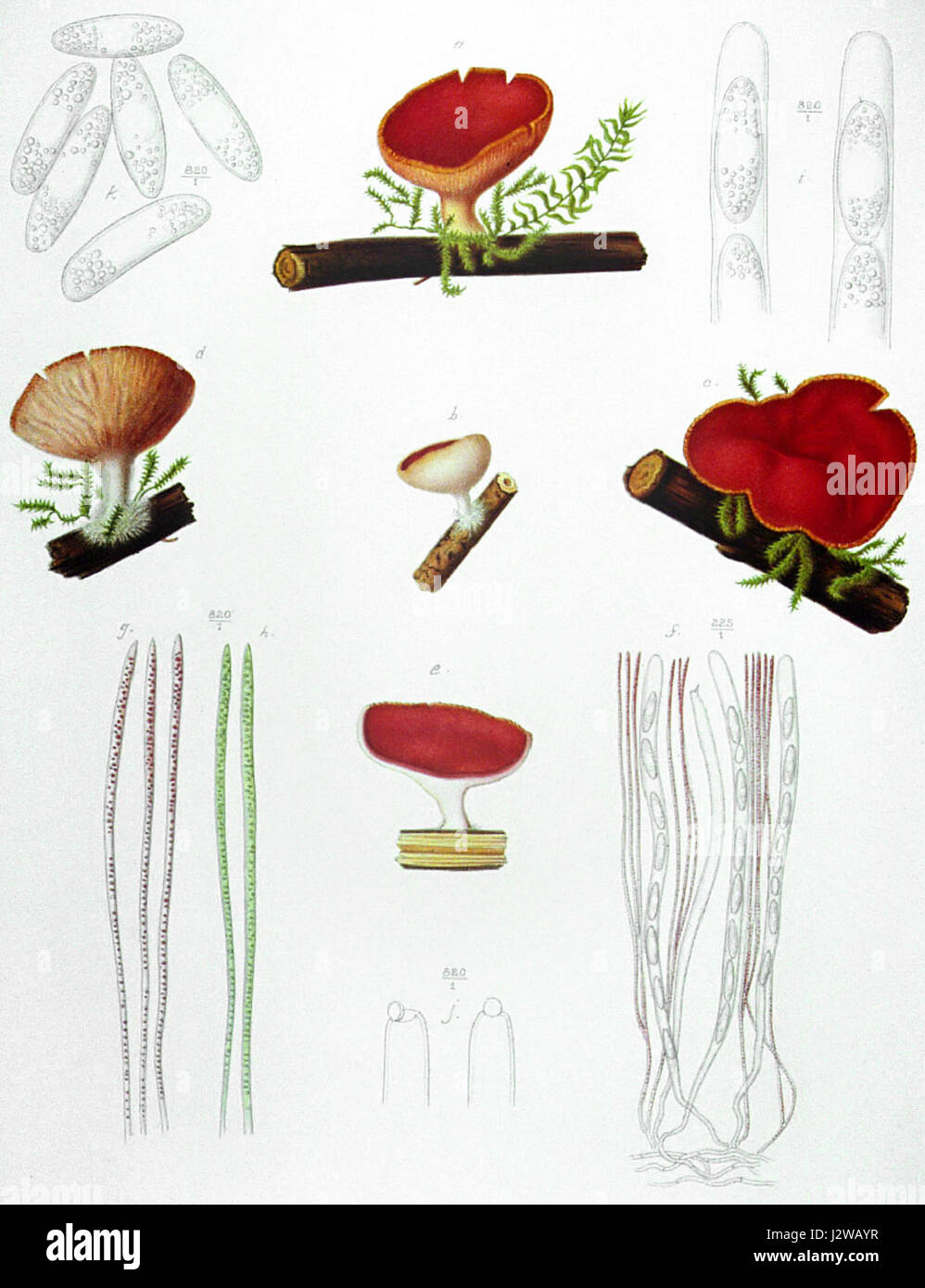 Sarcoscypha illustration hi-res stock photography and images - Alamy