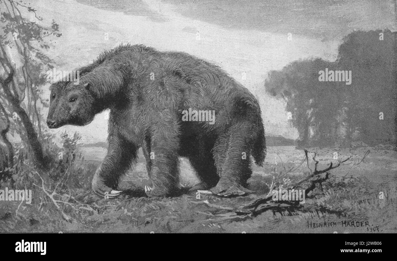 1907 500 megatherium Stock Photo - Alamy