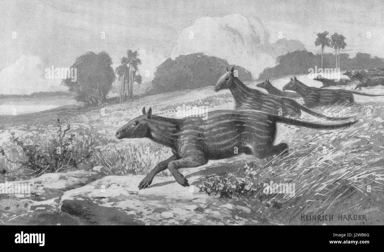 1907 500 phenacodus Stock Photo - Alamy