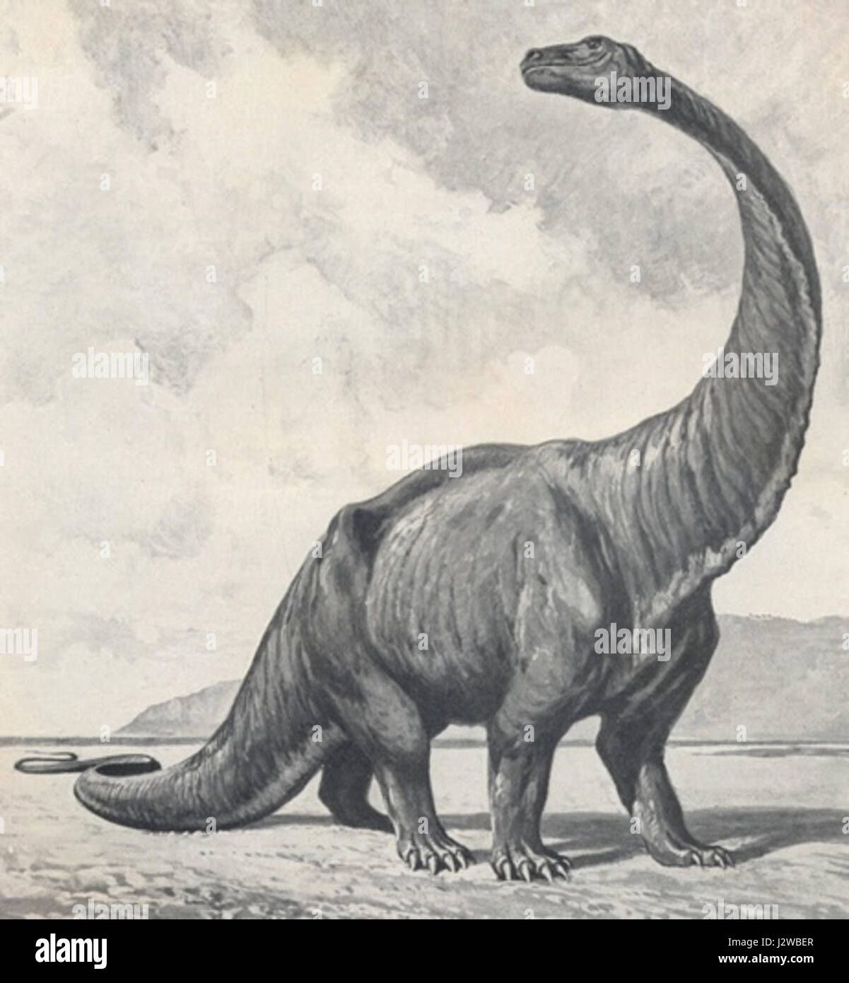 Gigantosaurus hi-res stock photography and images - Alamy