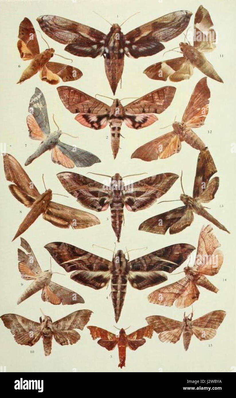 Sphingidae family moths lepidoptera hi-res stock photography and images ...
