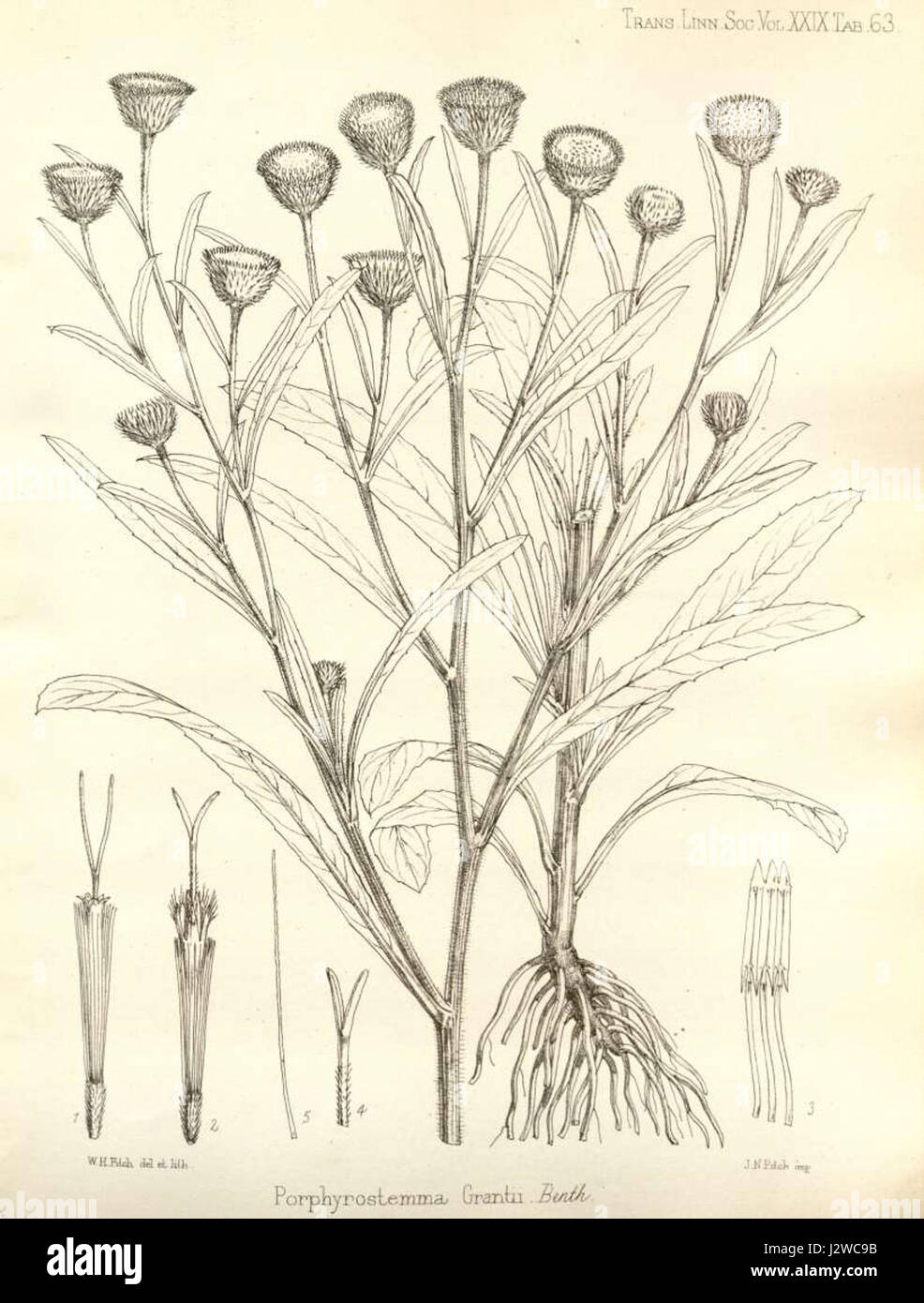 Porphyrostemma grantii is a species of plant identified by Benth. ex ...
