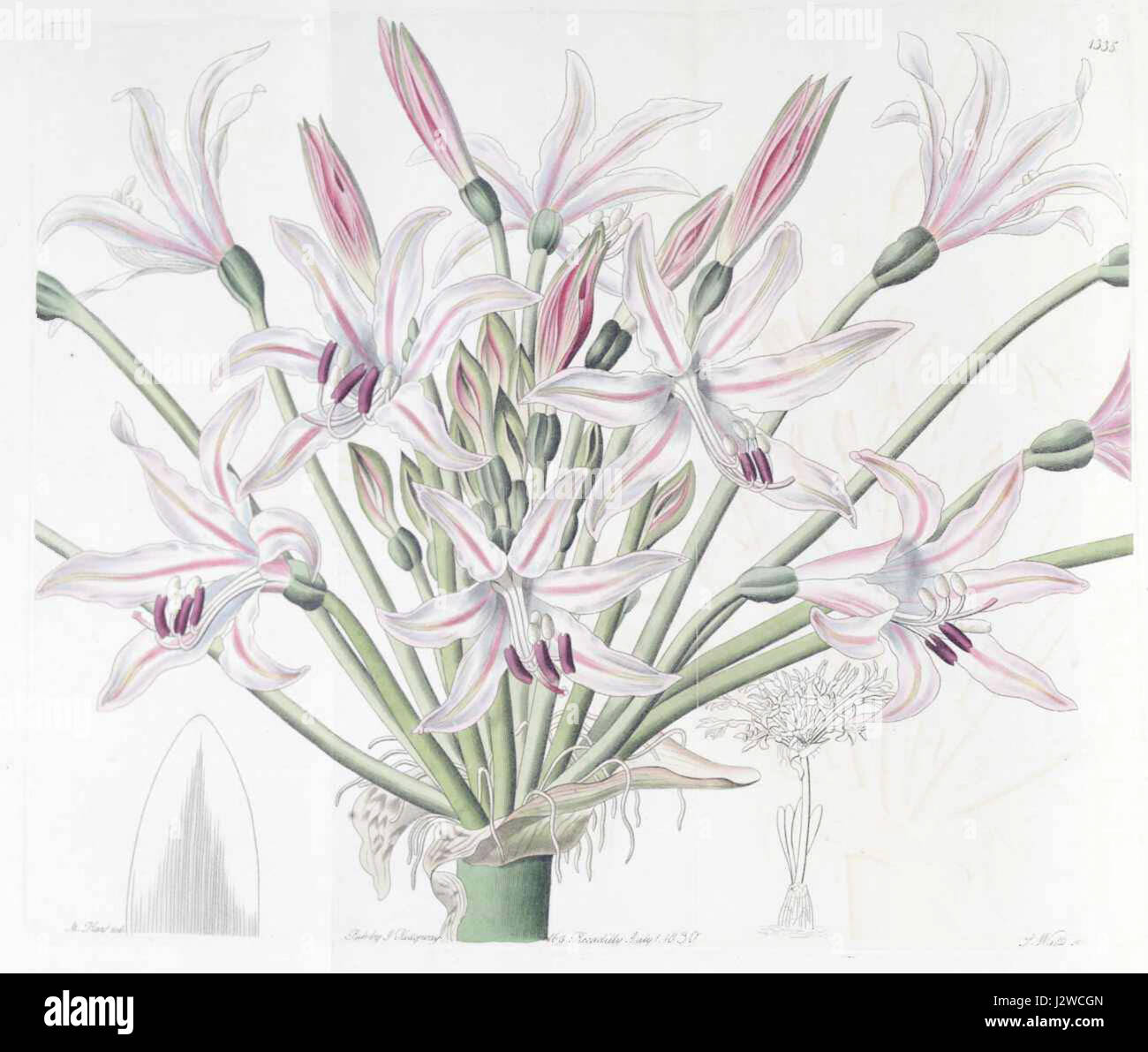 Brunsvigia grandiflora is a flowering plant species native to South ...