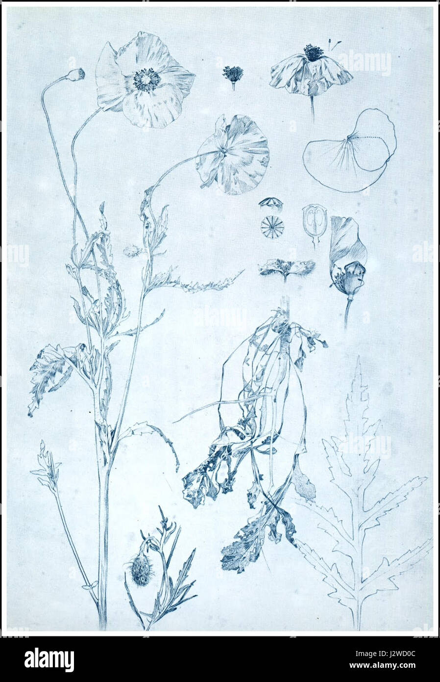 '26 Mucha Documents Decoratifs' is a set of decorative artworks by ...