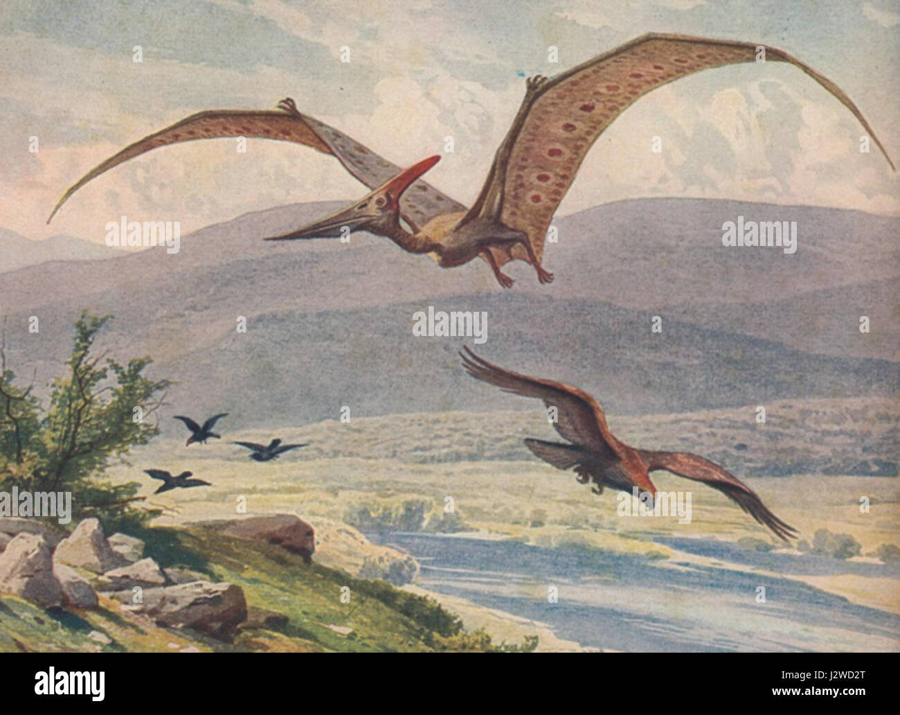 This image features a depiction of a Pteranodon, a genus of pterosaurs ...