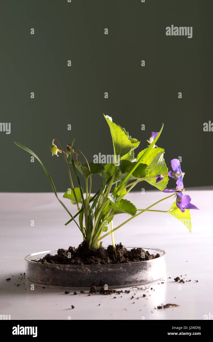 Plant research hi-res stock photography and images - Alamy