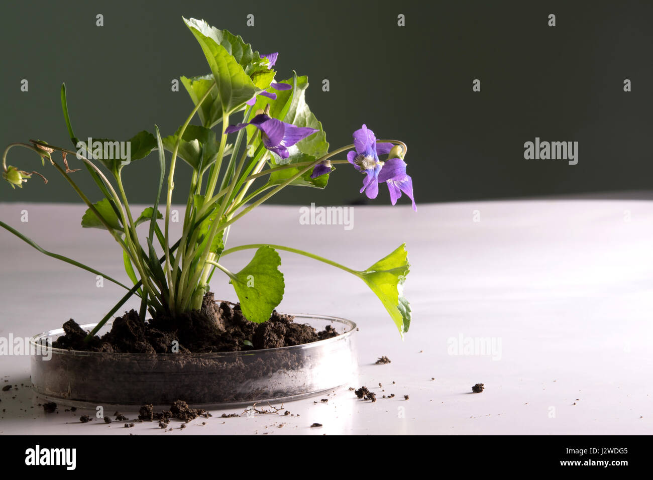 Plant research hi-res stock photography and images - Alamy