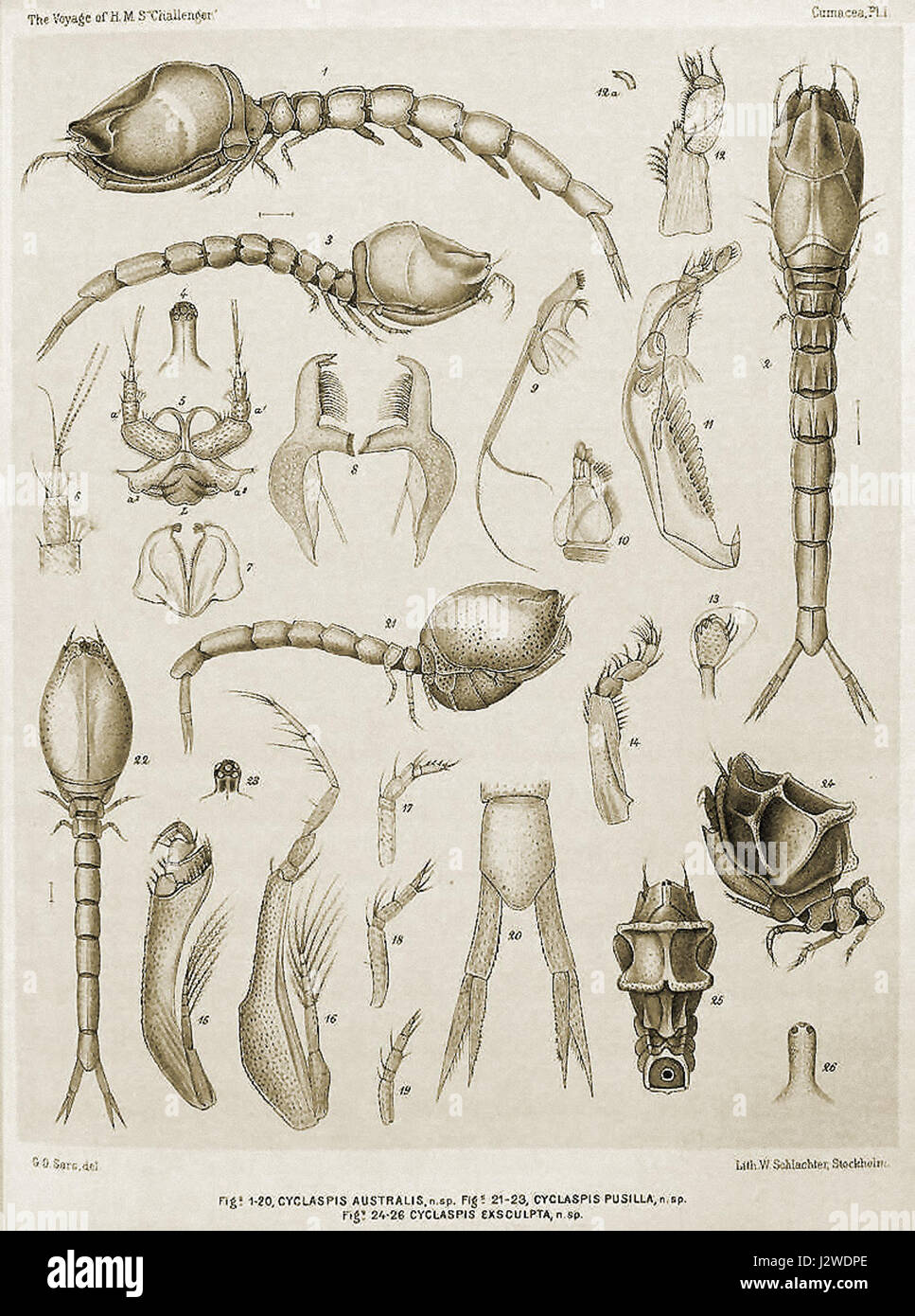 Cumacea hi-res stock photography and images - Alamy