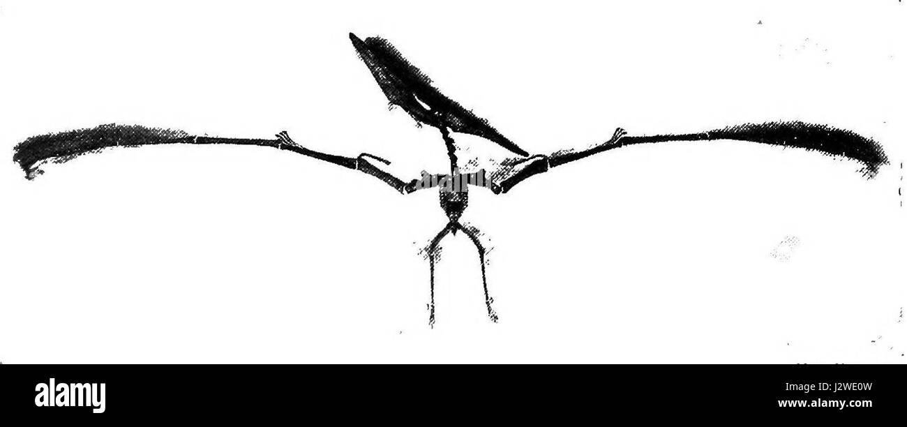 Short war Cut Out Stock Images & Pictures - Alamy