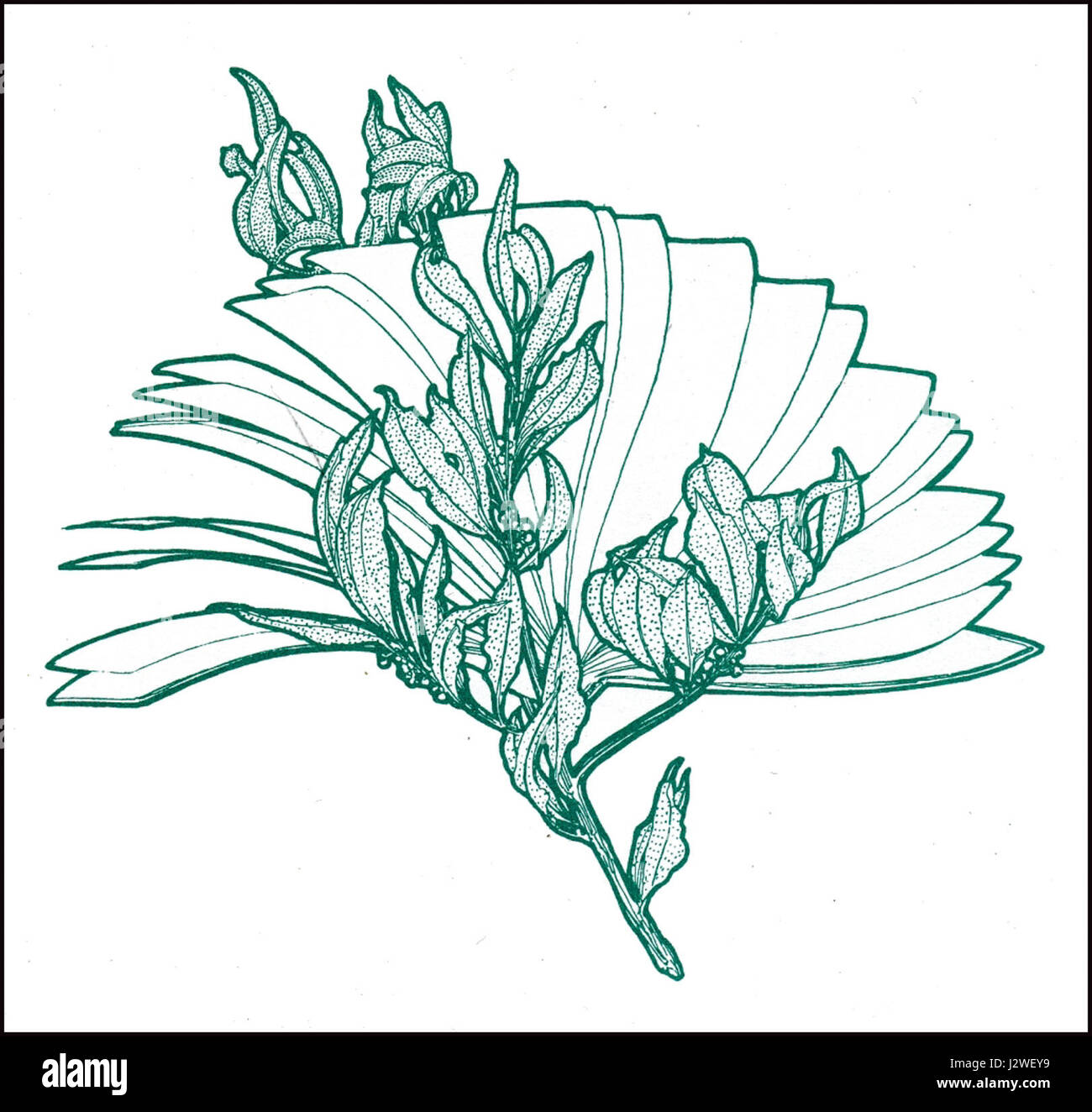 Old photo of mucha hi-res stock photography and images - Alamy