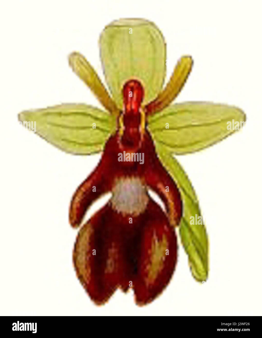 Ophrys muscifera hi-res stock photography and images - Alamy