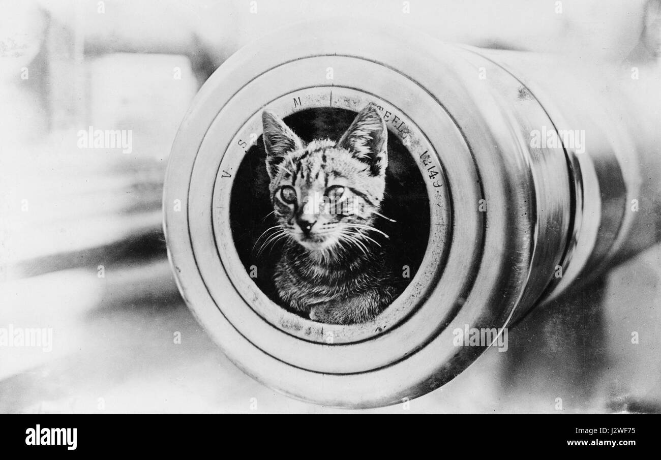 The image features a cat aboard HMAS Encounter, highlighting the ...