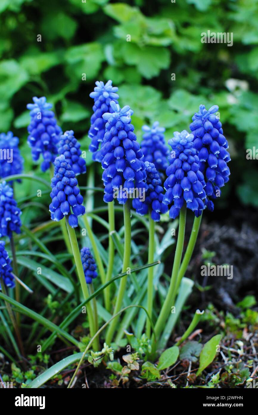 Muscari flowers after rain Stock Photo - Alamy