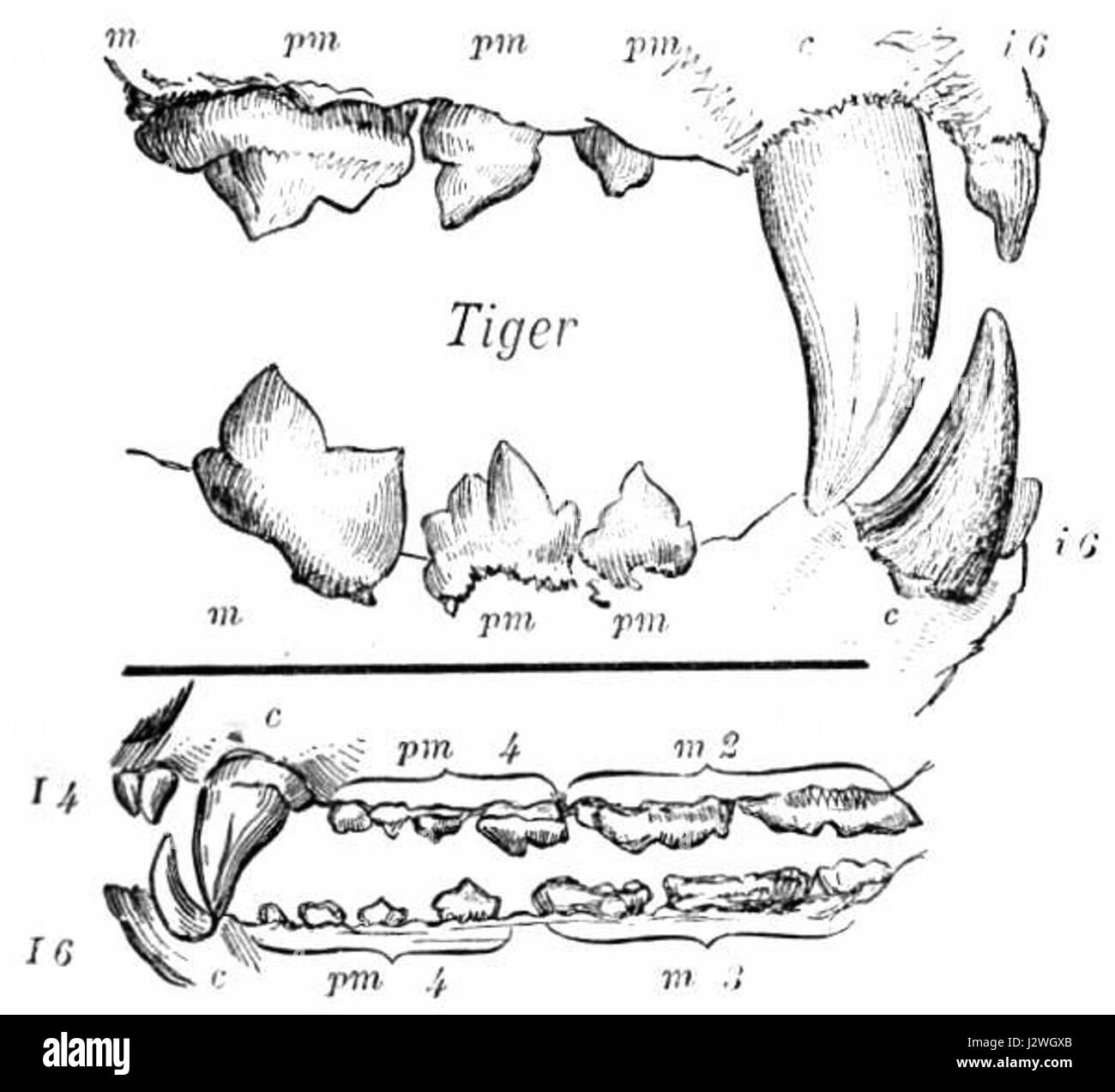 Tiger incisors Black and White Stock Photos & Images - Alamy