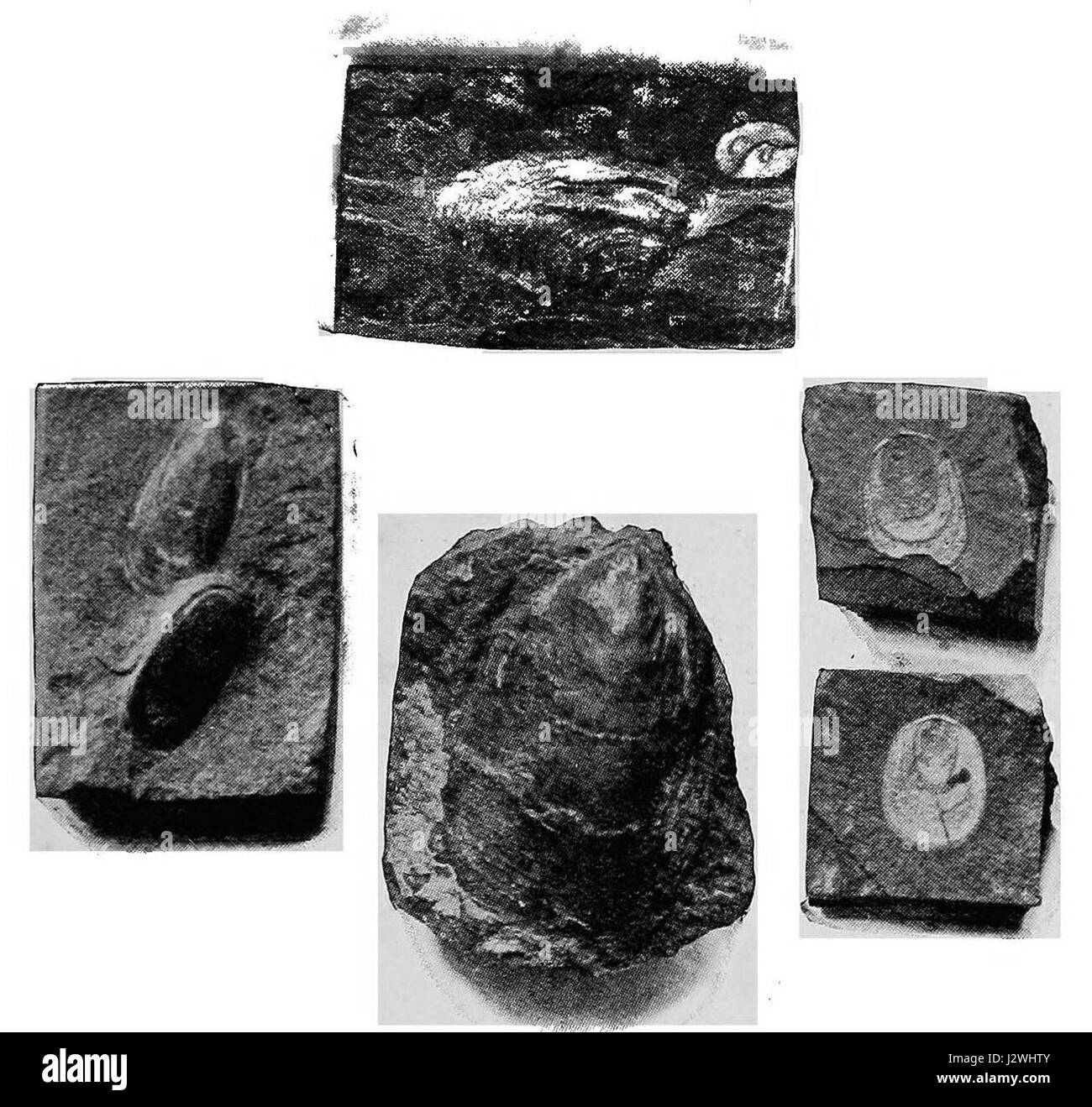 This is a page from the book 'A Short History of the World,' featuring ...