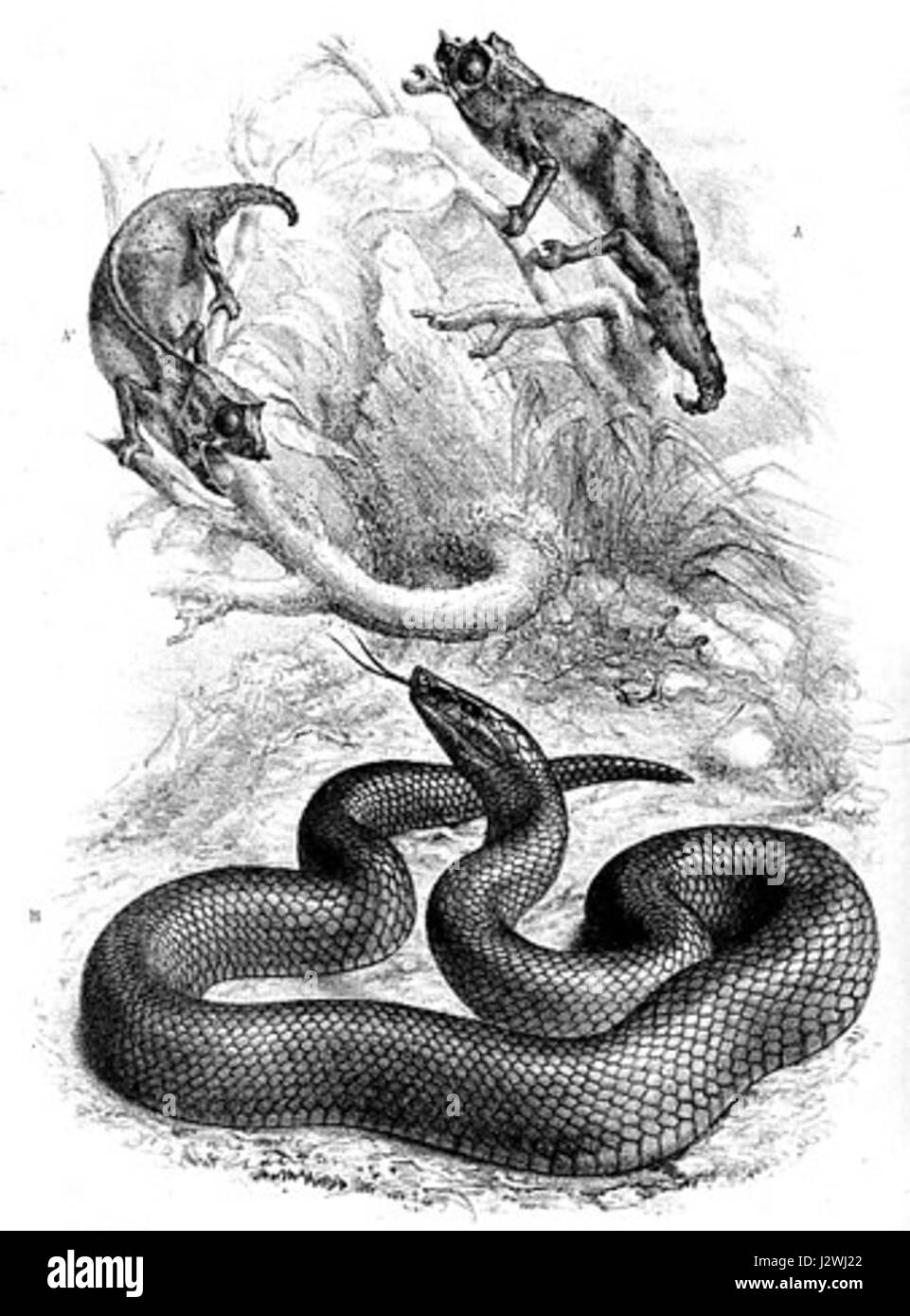 Dark colored snake hi-res stock photography and images - Alamy