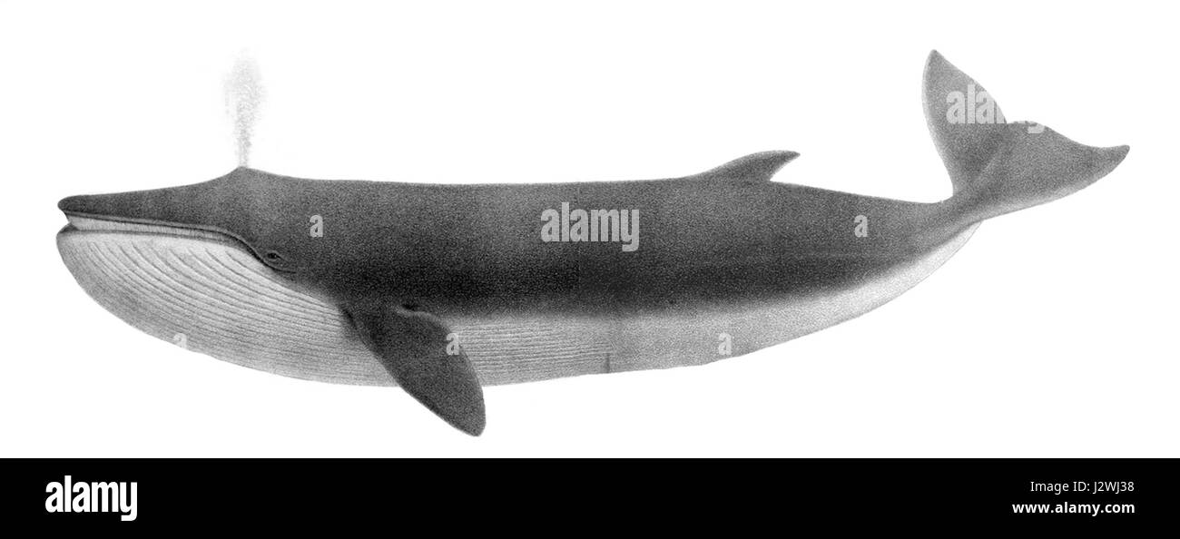 Balaenoptera physalus, commonly known as the fin whale, is one of the ...