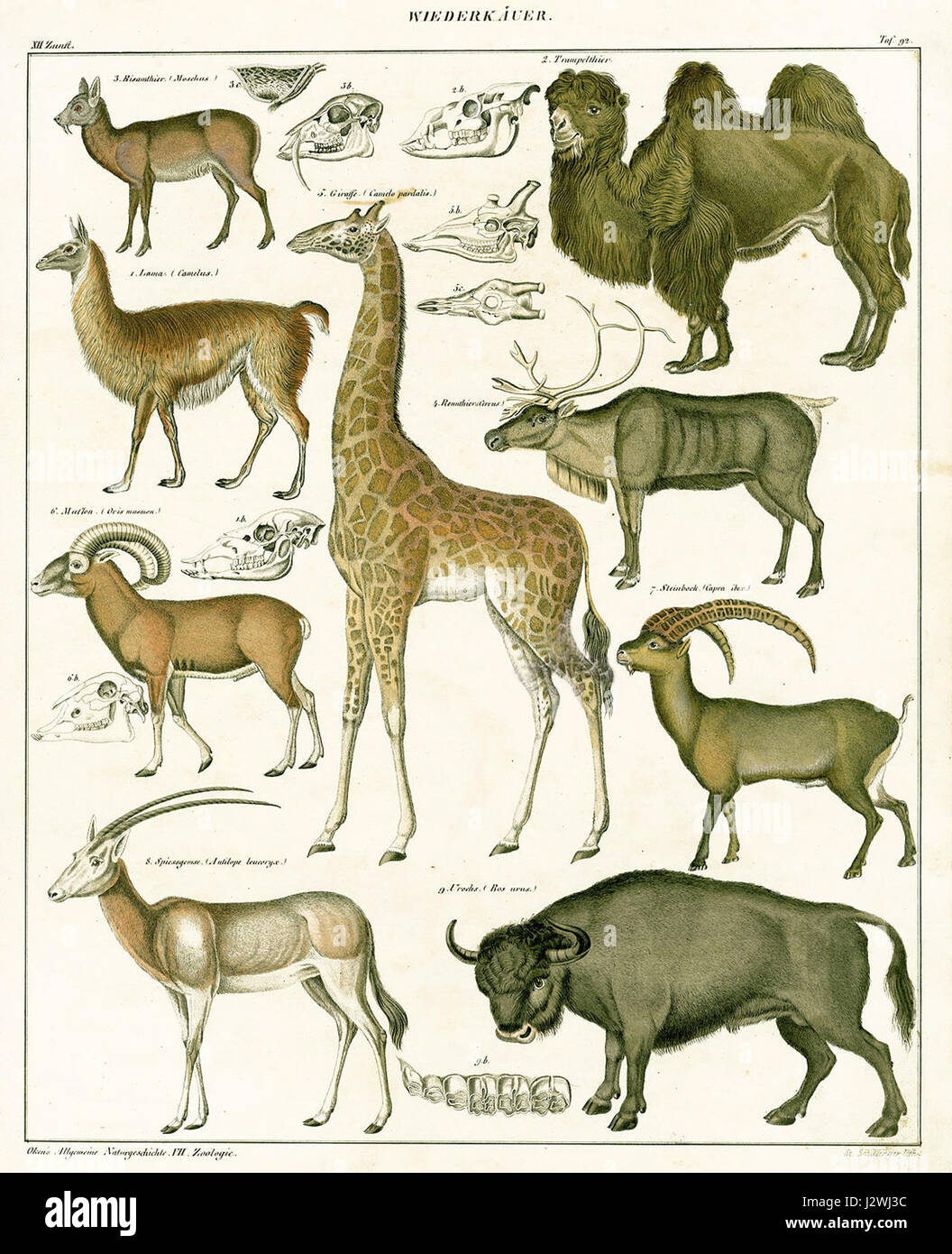 Order of artiodactyla hi-res stock photography and images - Alamy
